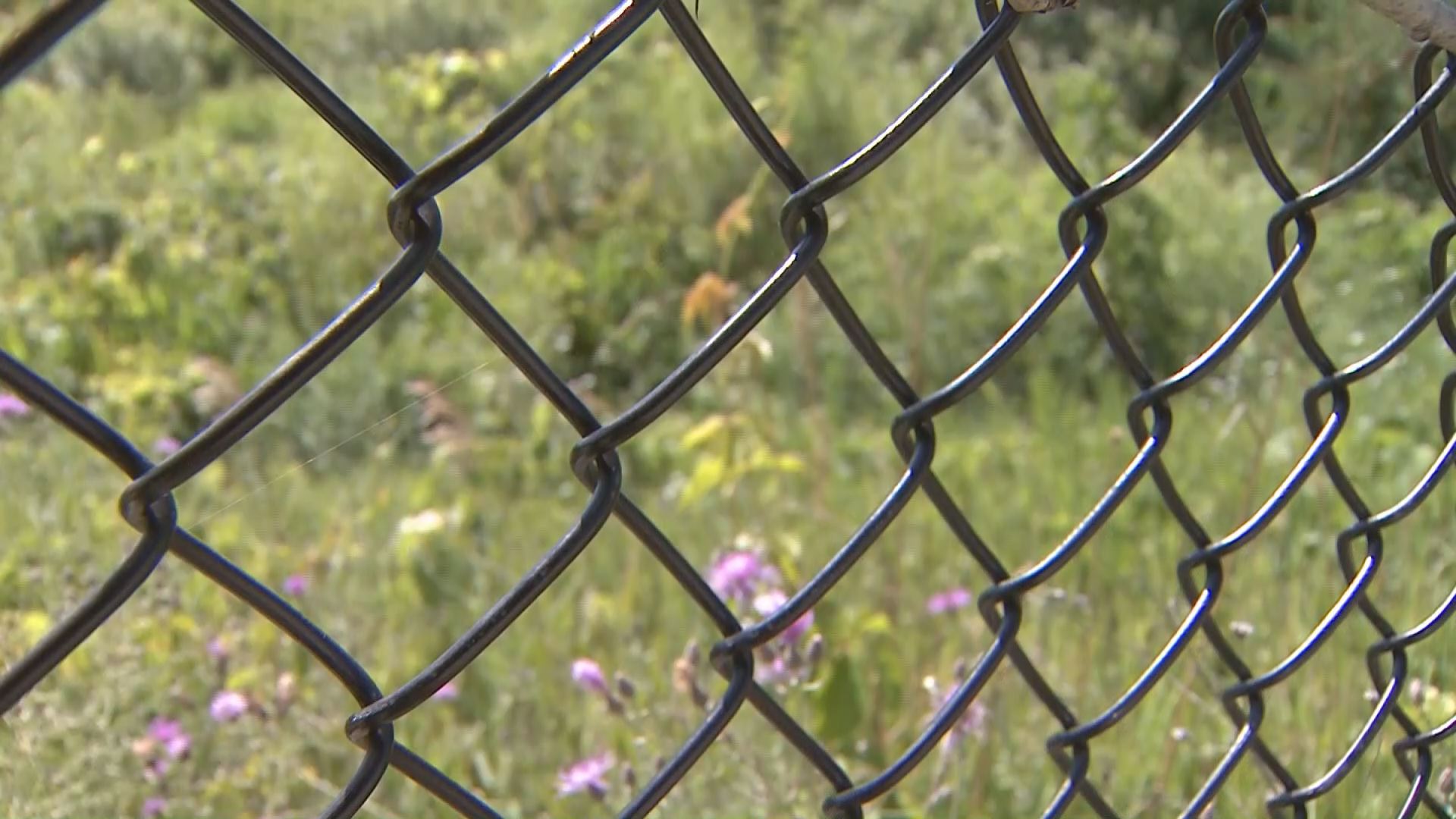 Seven years later, is Muskegon's turtle fence effective? | wzzm13.com