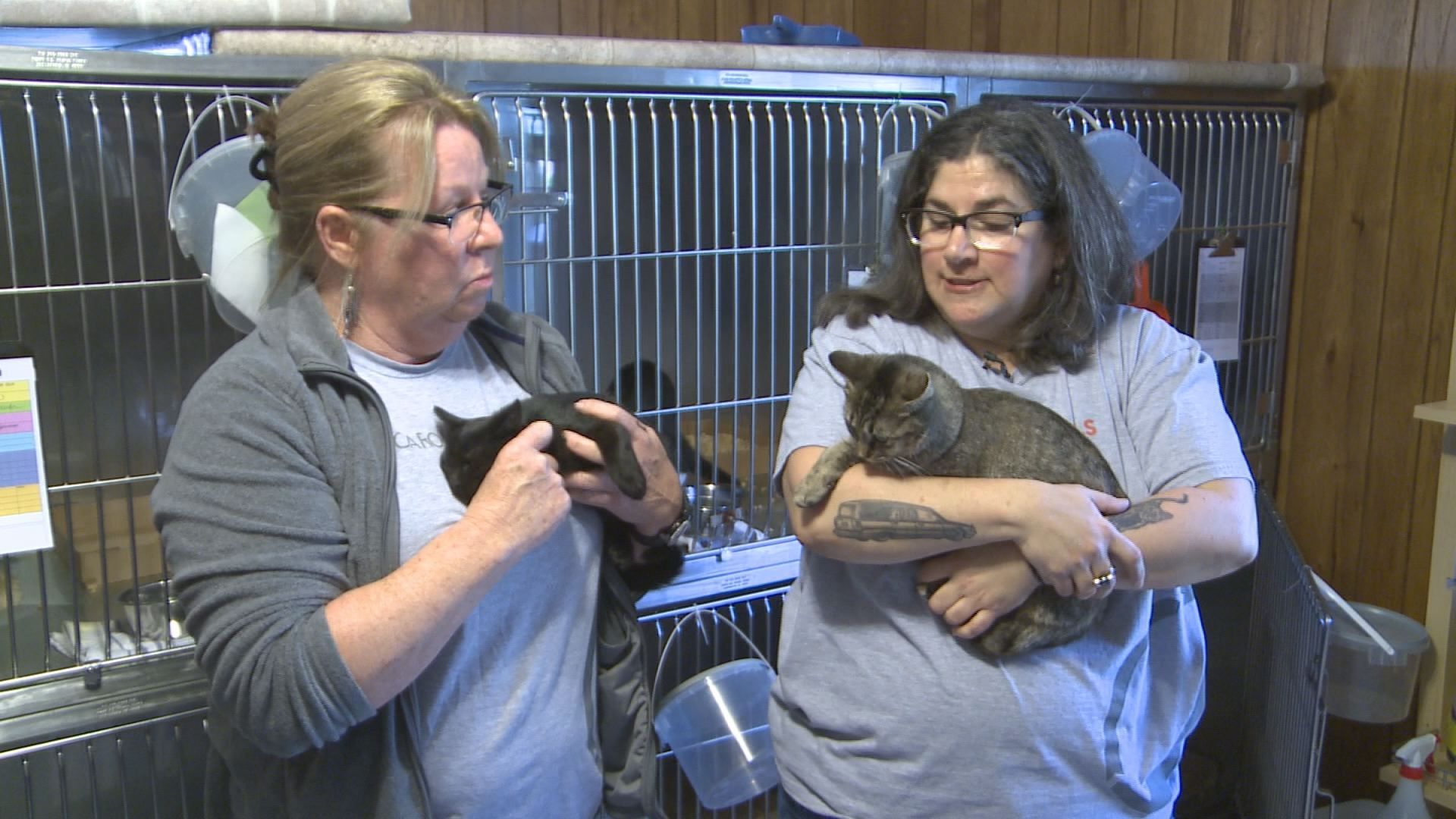 Volunteers relocating family of cats living at Ford airport | wzzm13.com