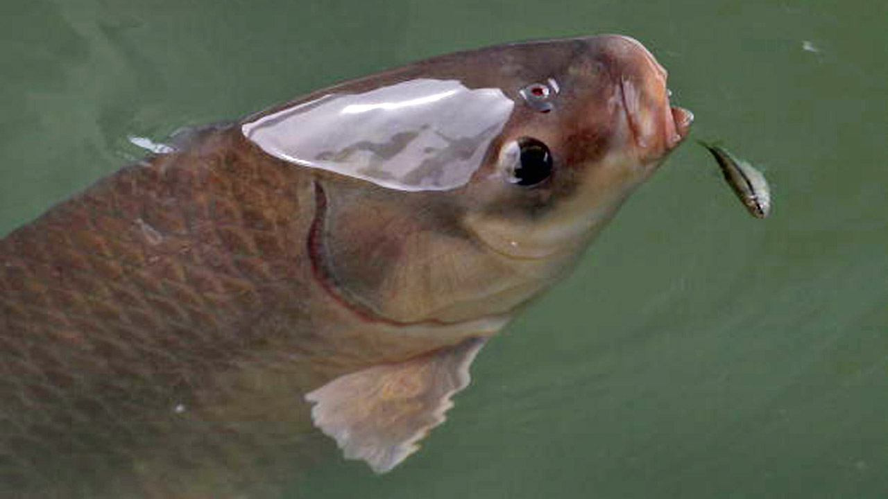 Michigan to offer prize in fight against invasive Asian carp | wzzm13.com