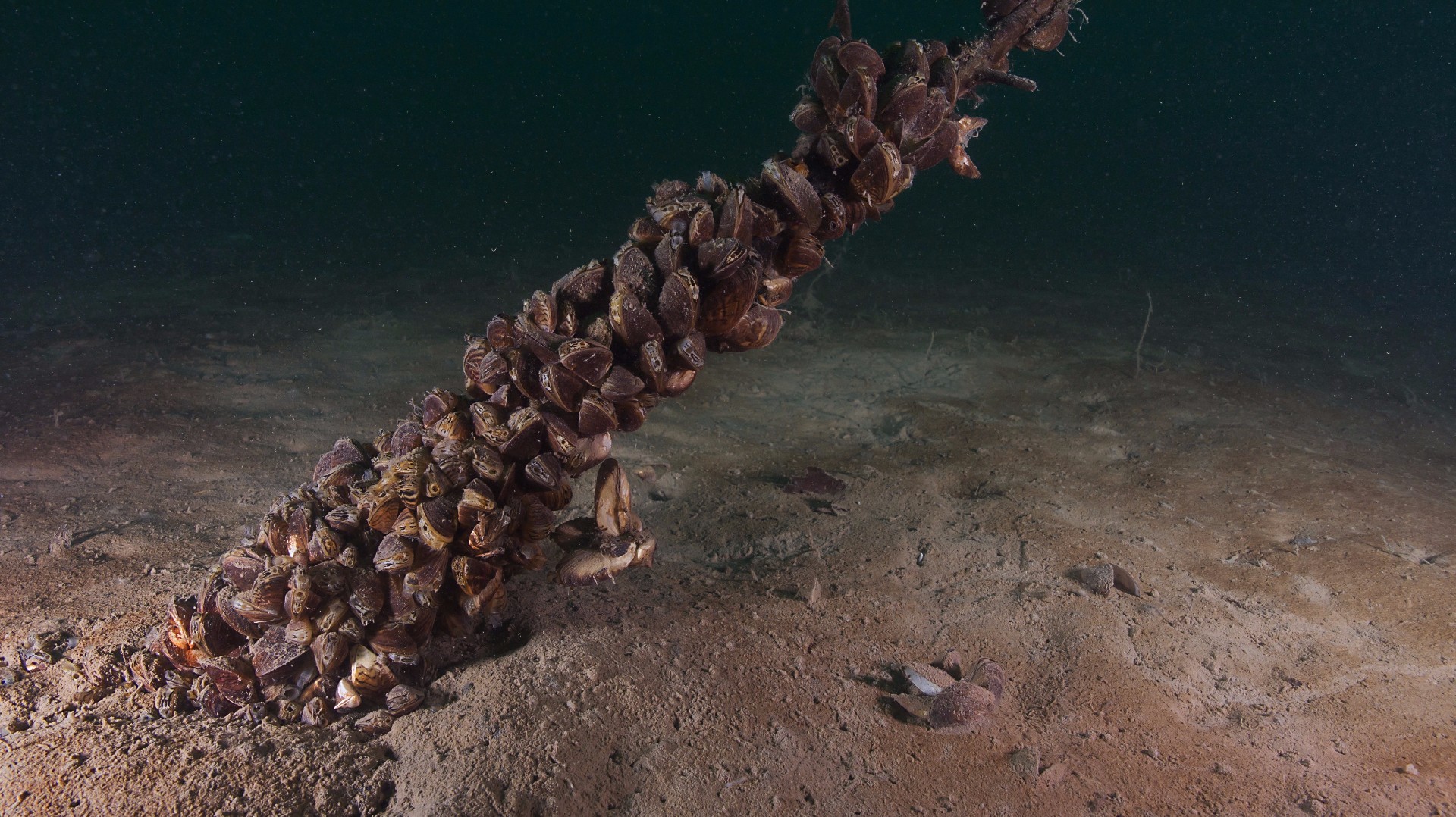 How do you get rid of 750 trillion mussels in Great Lakes? | wzzm13.com