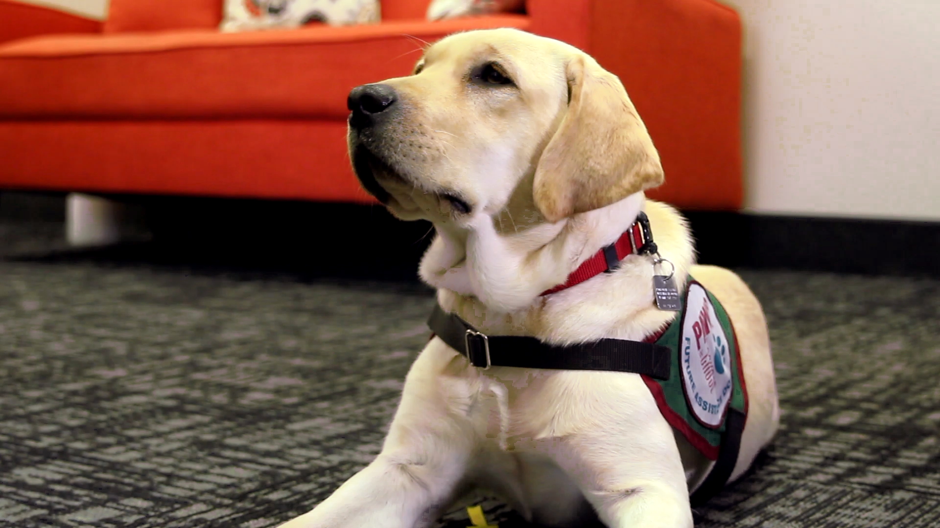 Puppies with Purpose: The journey of a Paw With A Cause assistance dog ...