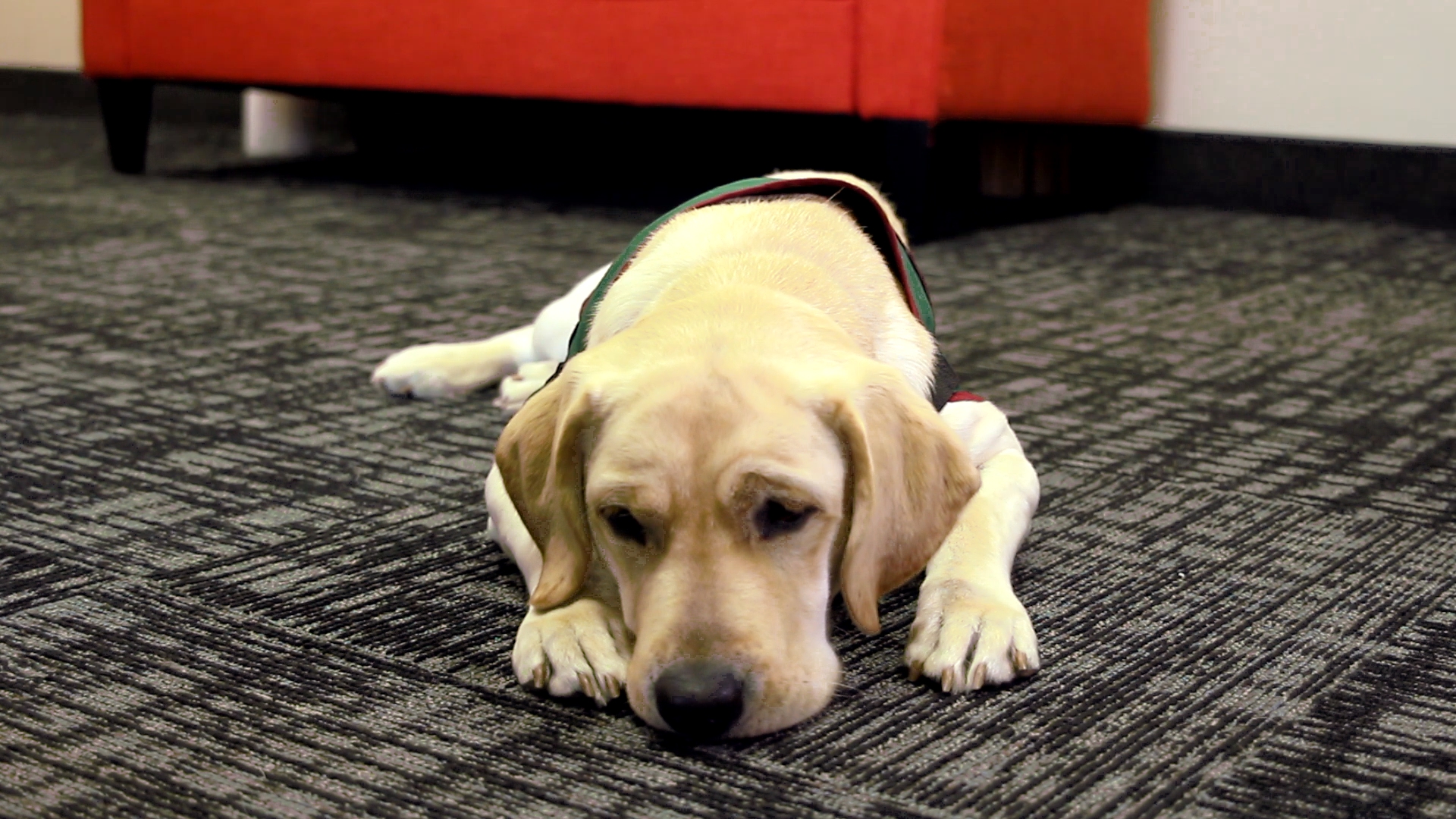 Puppies with Purpose: The journey of a Paw With A Cause assistance dog ...