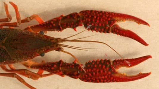 Invasive crayfish reported in 2 bodies of water in Michigan | wzzm13.com