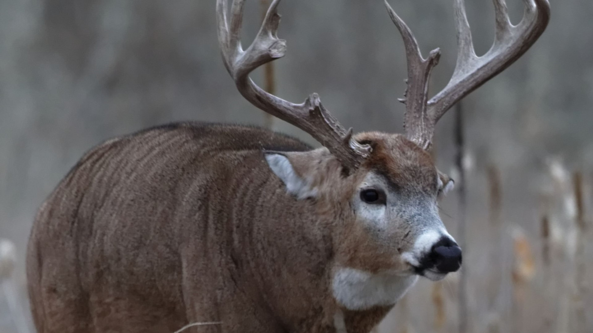 Deadly chronic wasting disease has Michigan's deer herd in its sights ...